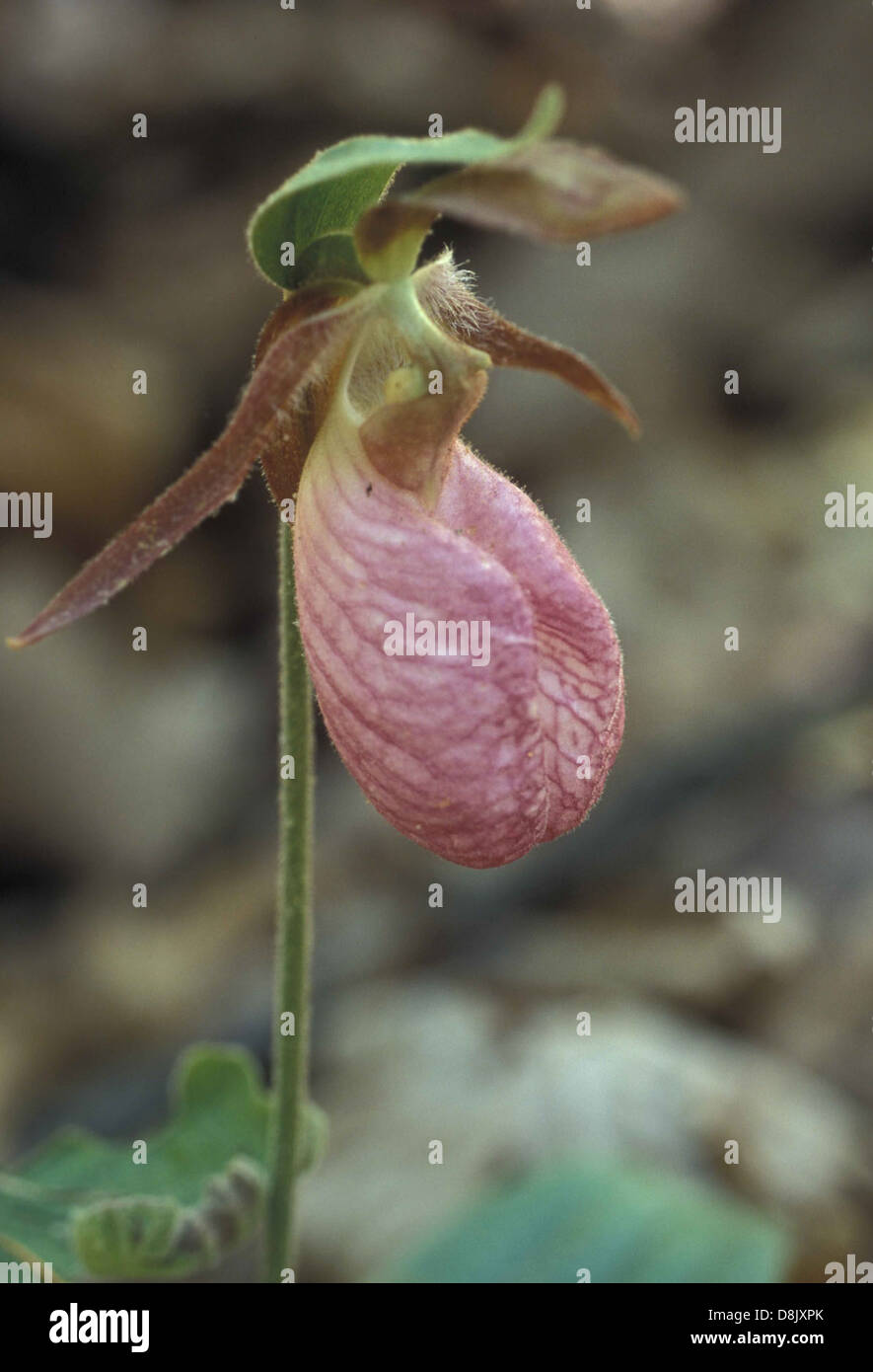 The Pink Lady Slipper, also known as Cypripedium acaule, is a unique ...