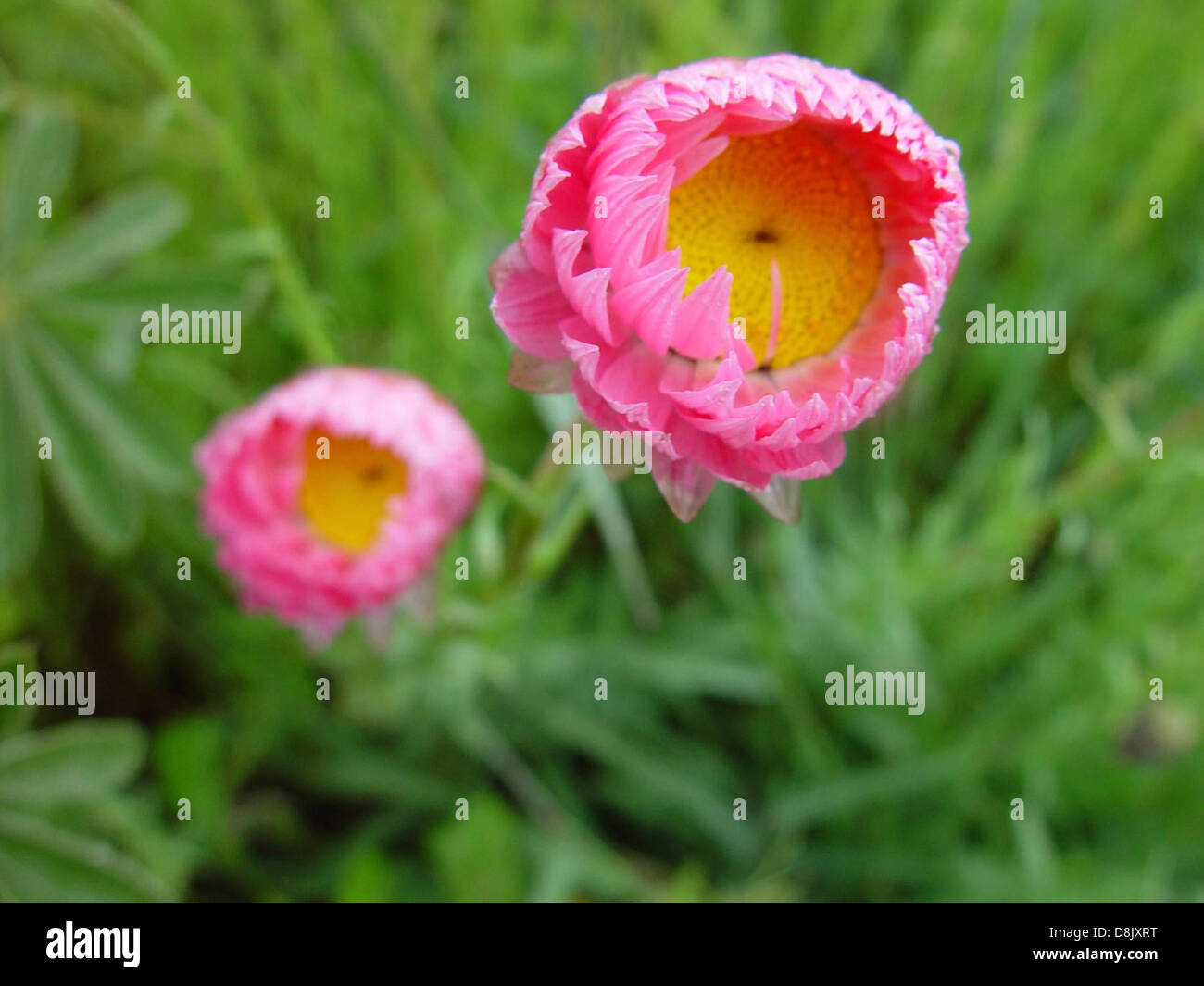 A close-up of pink paper daisies, displaying their vibrant pink petals ...