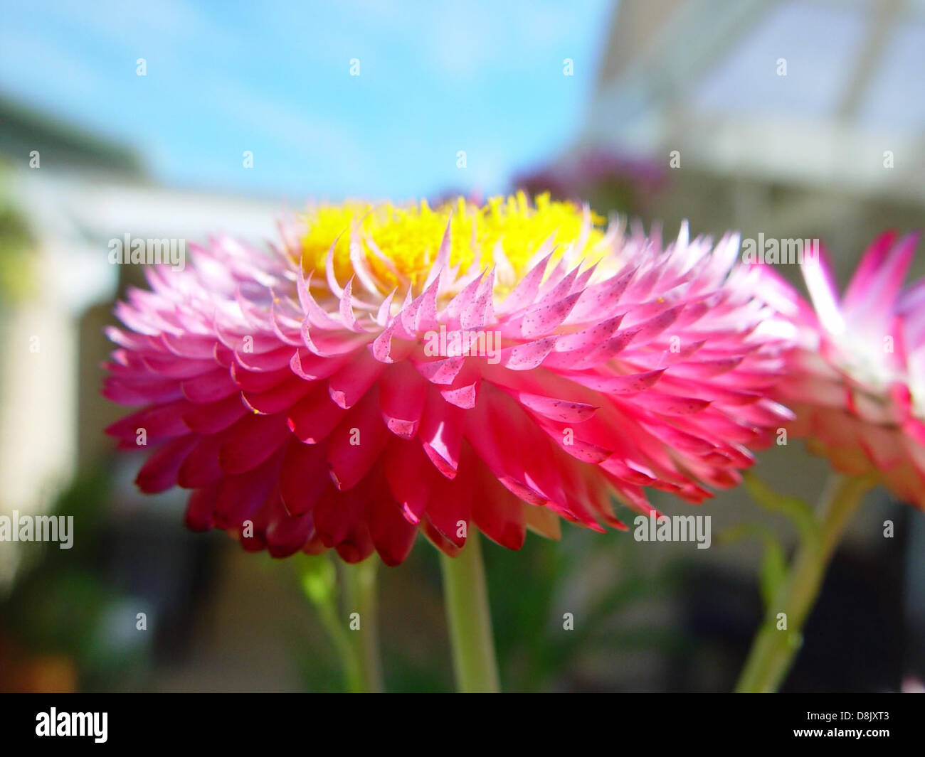 Pink paper daisy Stock Photo - Alamy