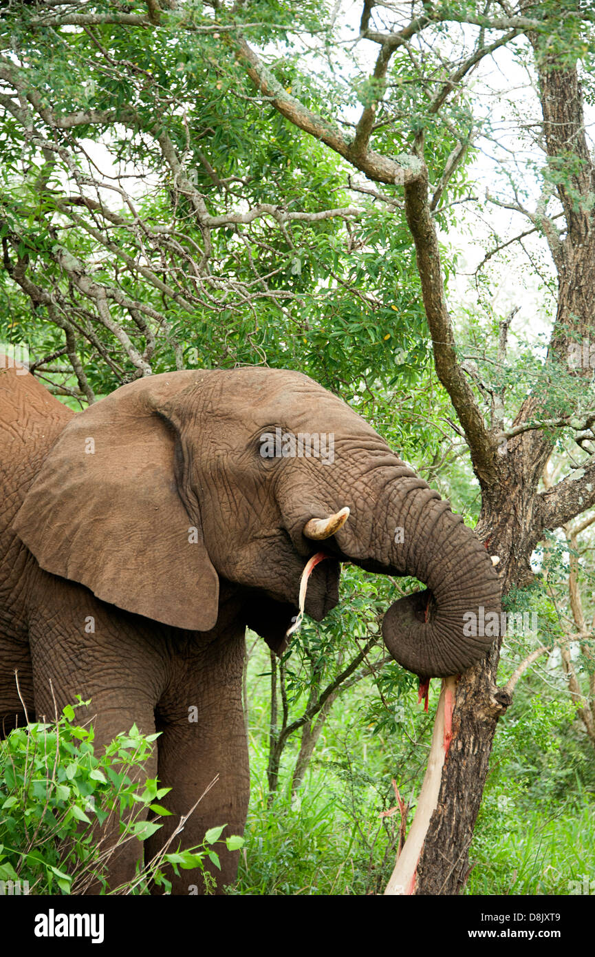Elephant trunk tree hi-res stock photography and images - Alamy