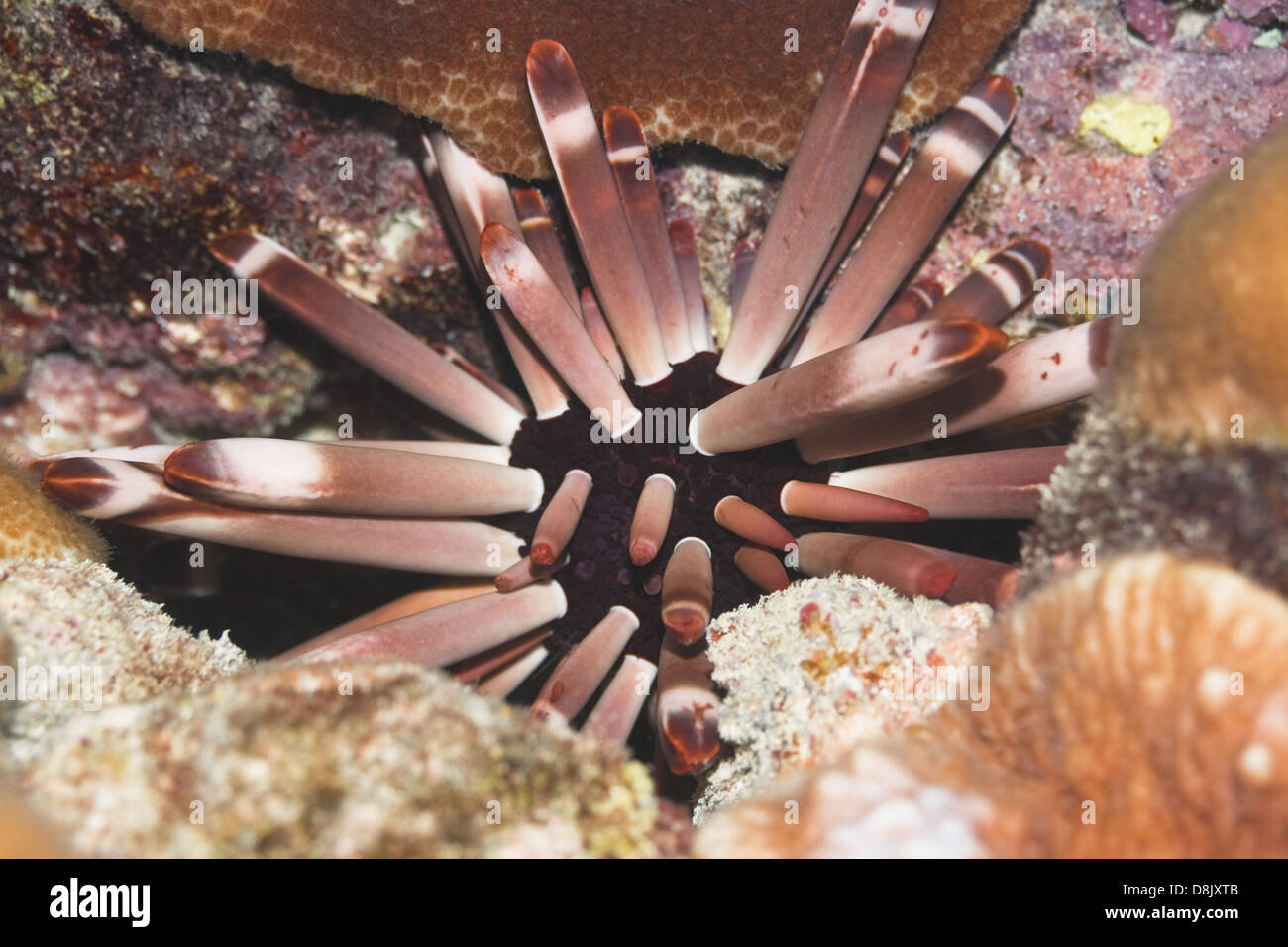 Sea urchin close-up Stock Photo - Alamy