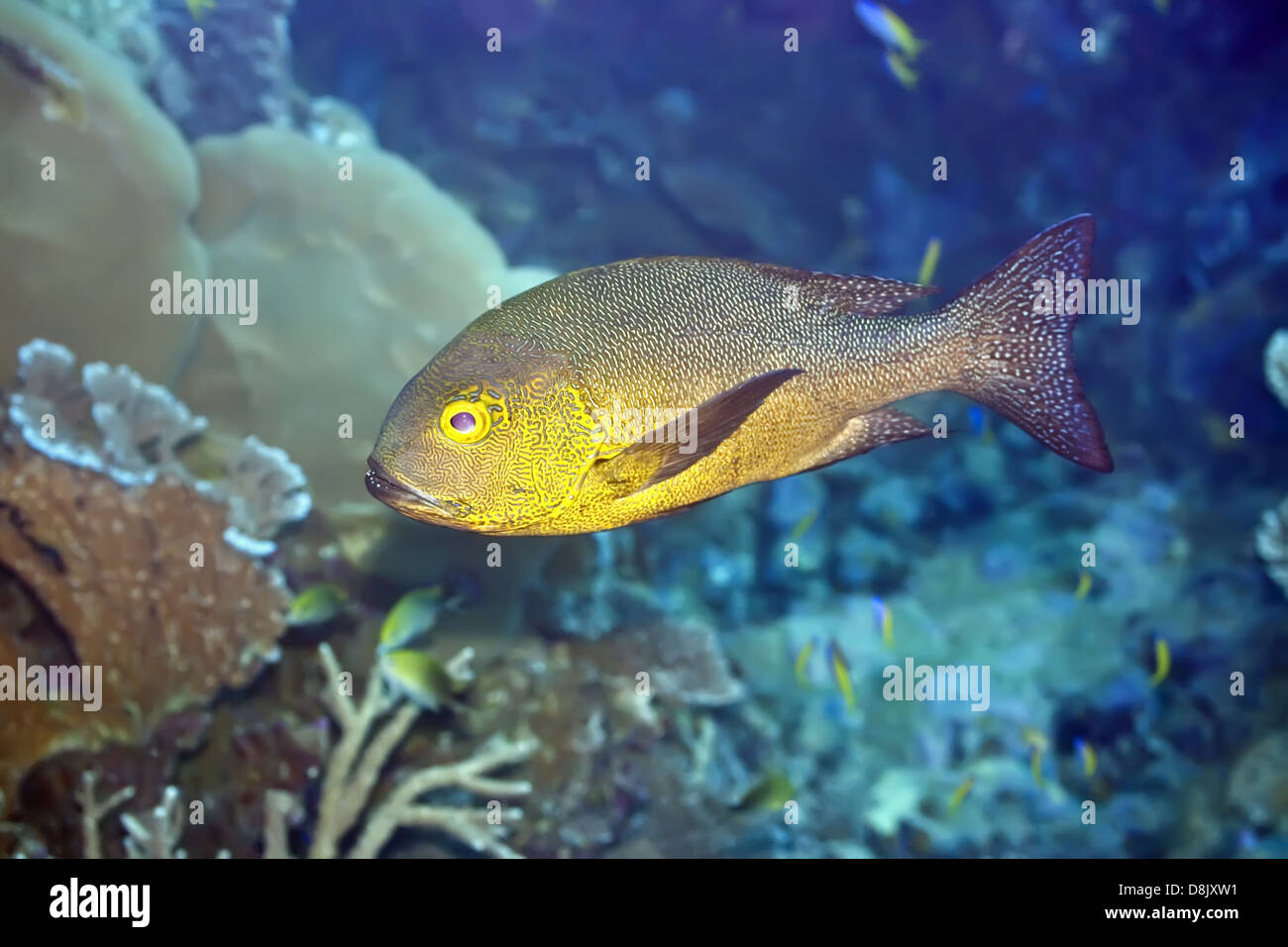 Tropical fish Snapper Stock Photo - Alamy