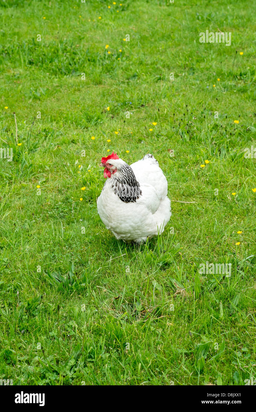 Light sussex breed hi-res stock photography and images - Alamy
