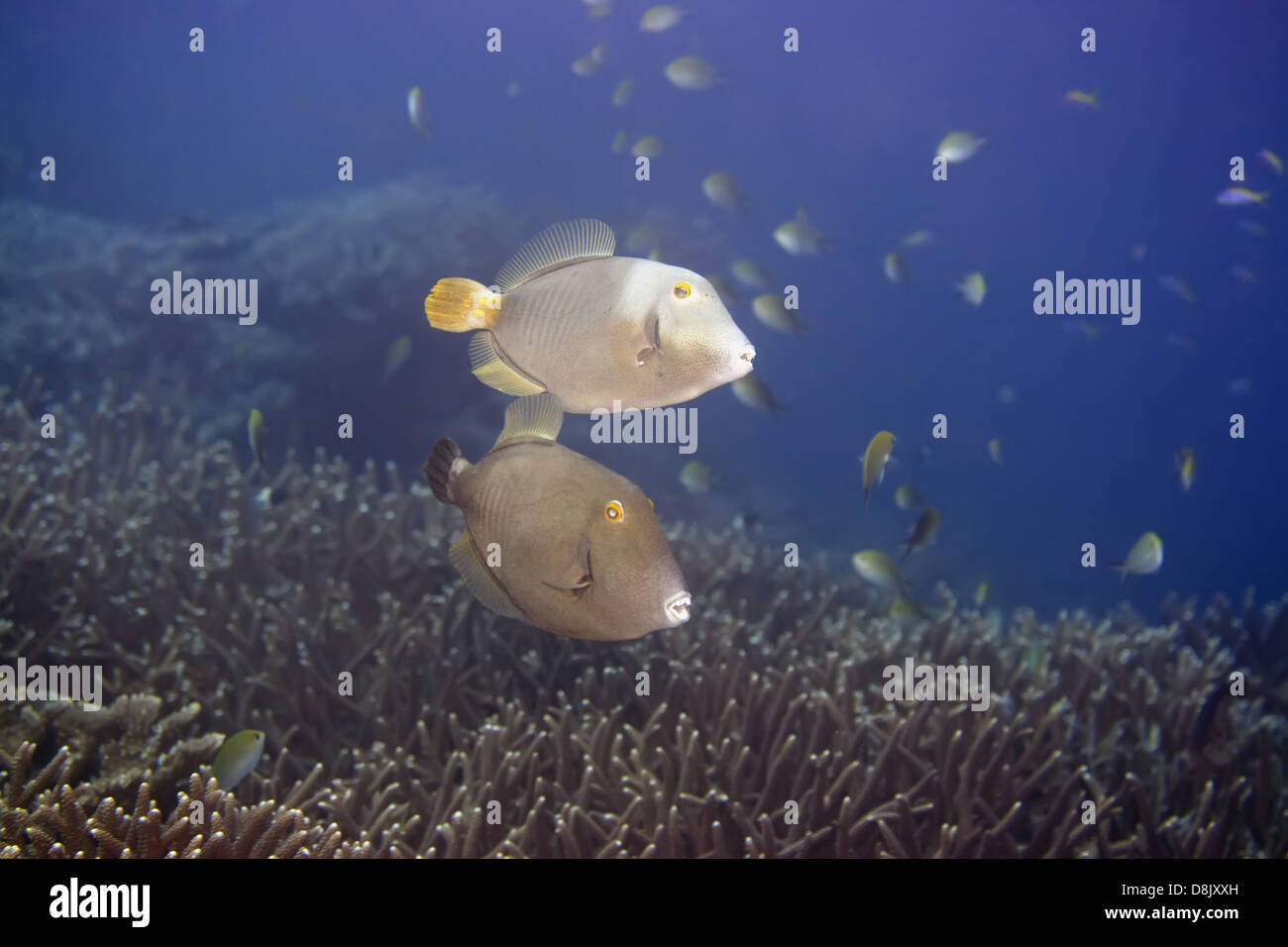 Triggerfishes hi-res stock photography and images - Alamy