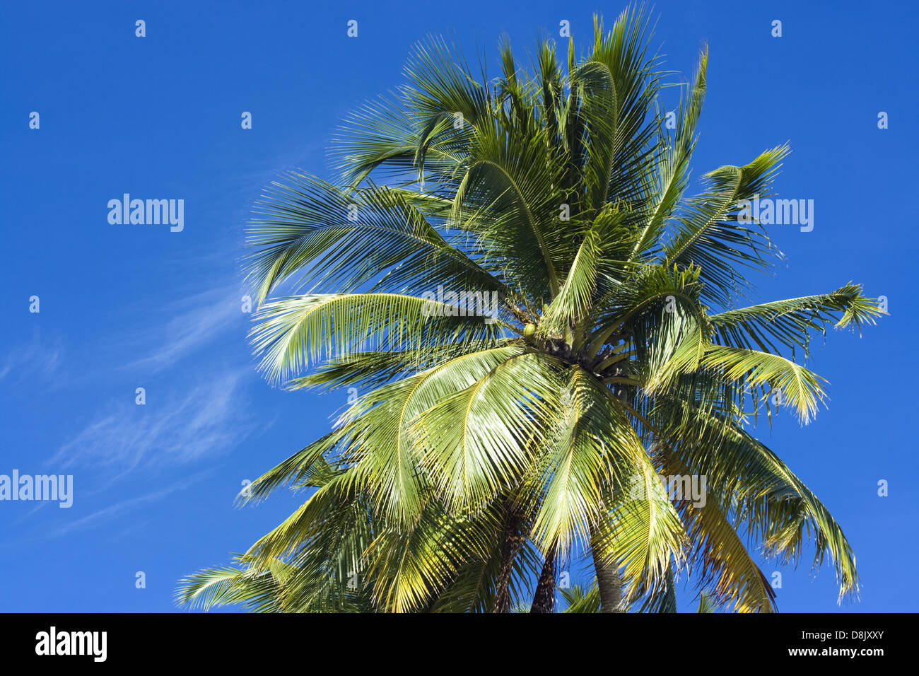 Top of palm tree Stock Photo - Alamy