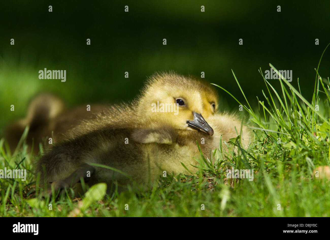 Cute goose hi-res stock photography and images - Alamy