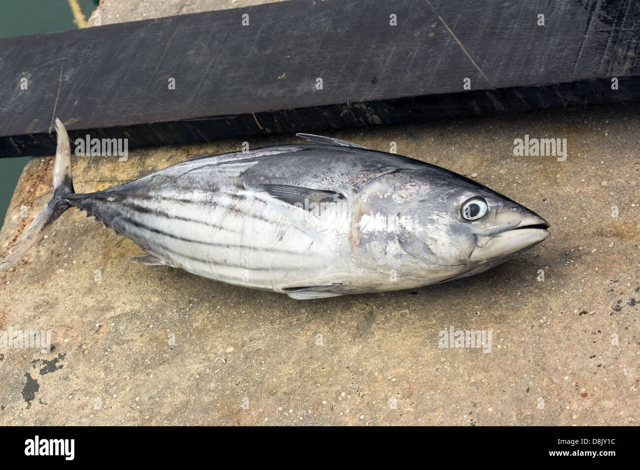 Tuna fish hi-res stock photography and images - Alamy