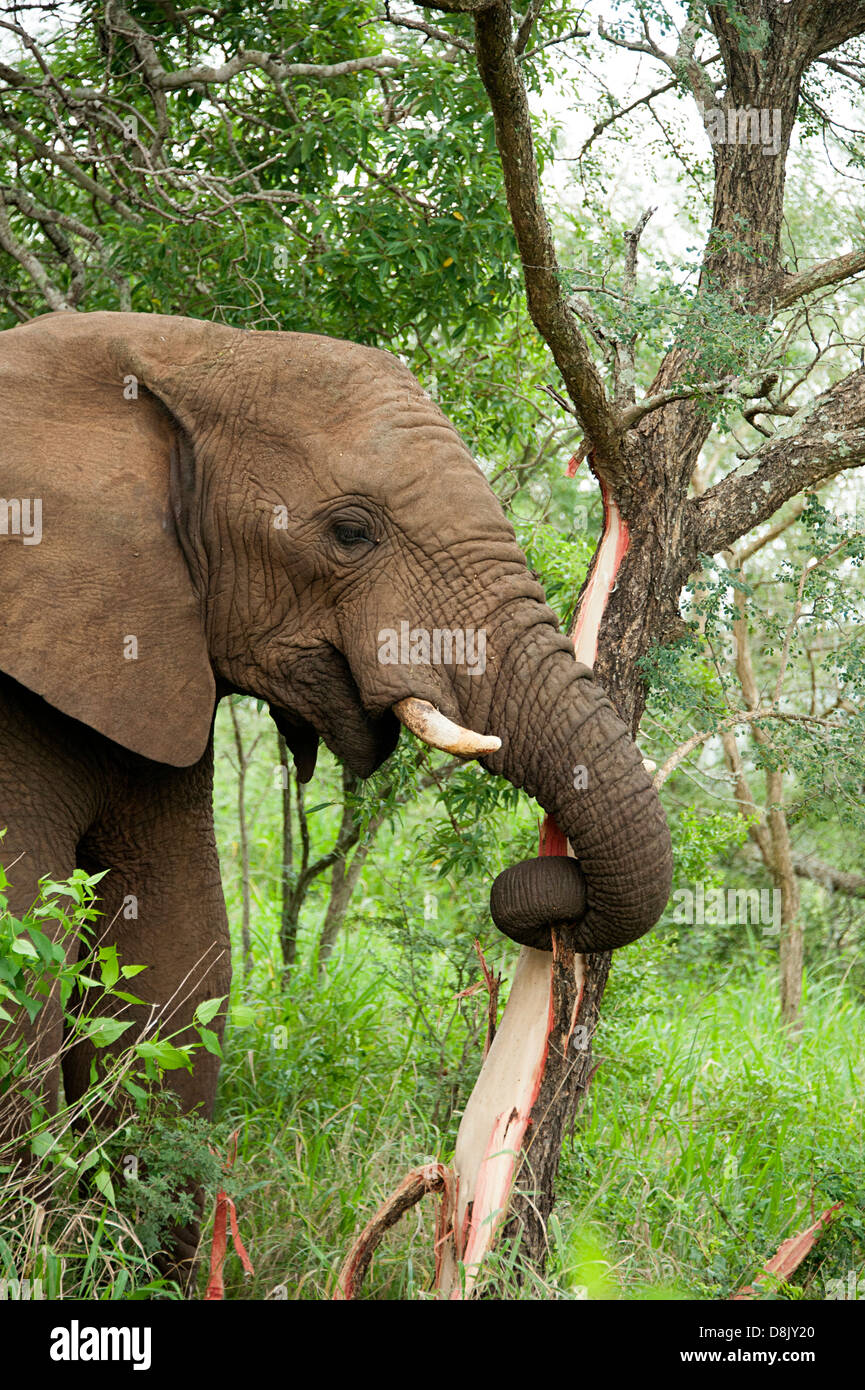 African elephant peels bark from tree. Thanda Game Reserve, South ...