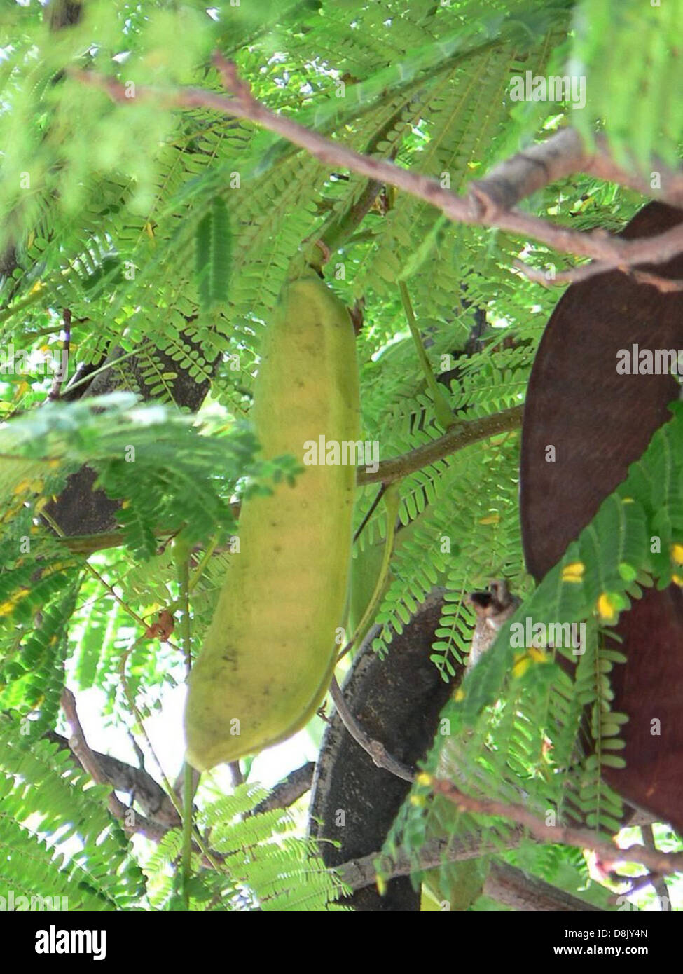 A close-up of pod fruits, featuring their elongated shape and natural ...