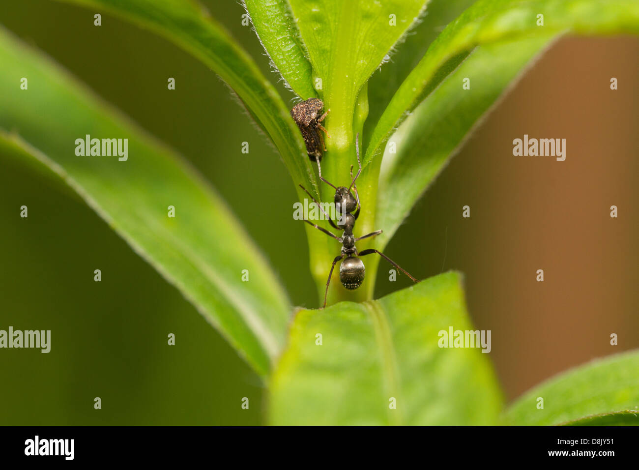 Symbiotic insects hi-res stock photography and images - Alamy