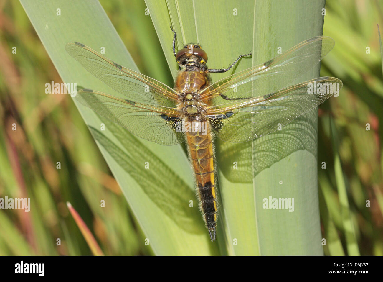 Four Spotted Chaser Dragonfly Stock Photo - Alamy