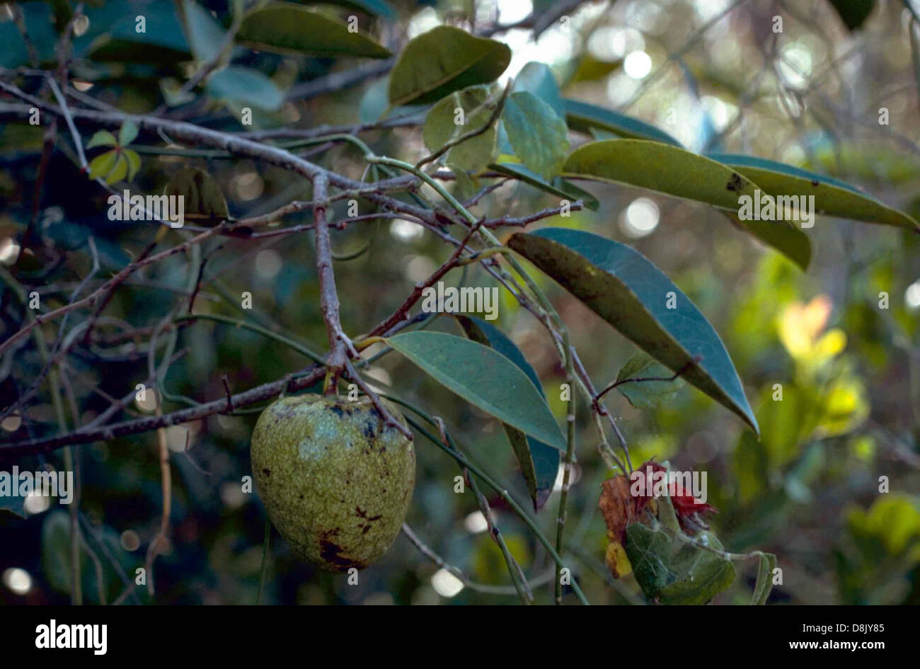 A close-up of a pond apple fruit, also known as a calabash, showing its ...