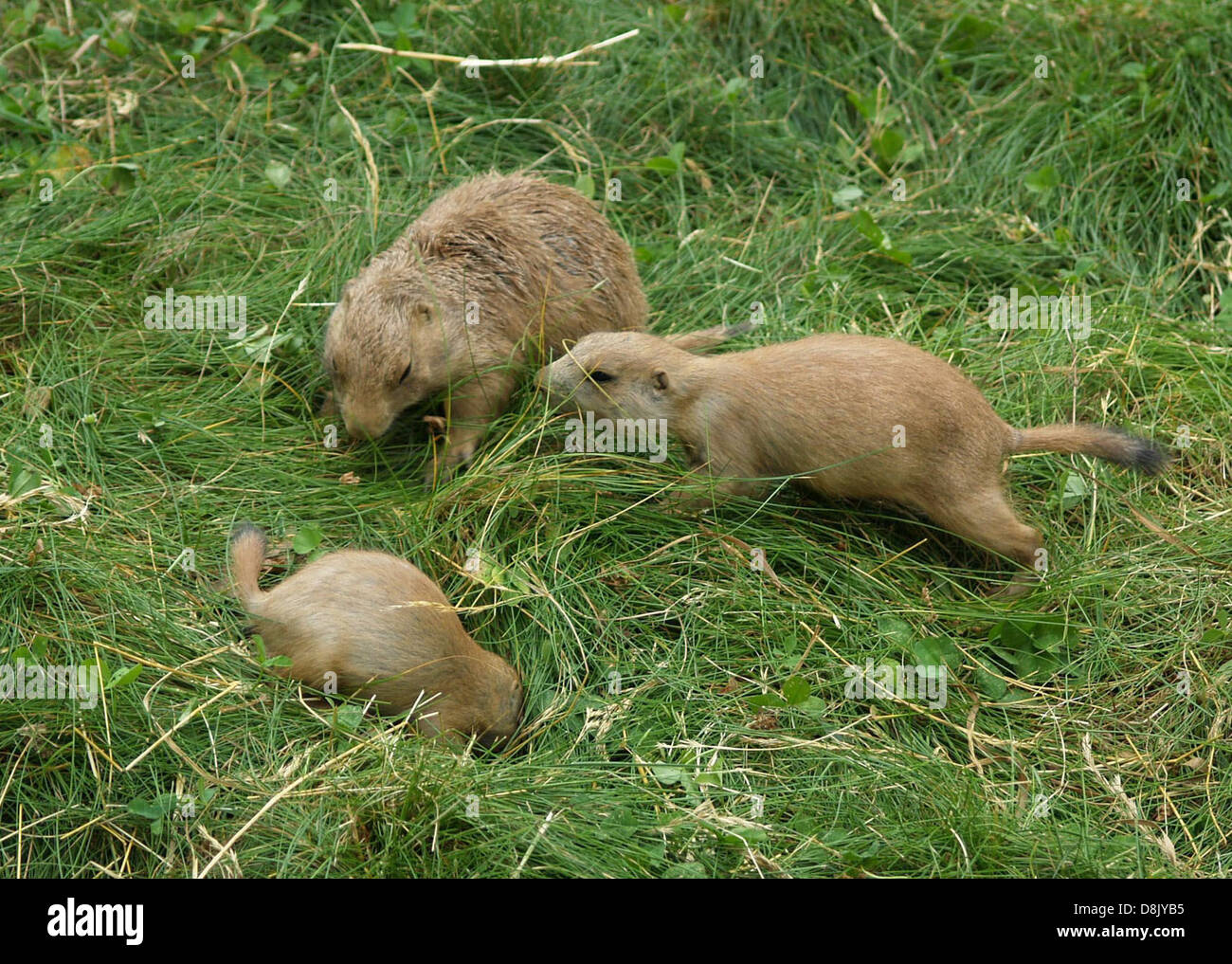 Prairie dogs social structure hi-res stock photography and images - Alamy