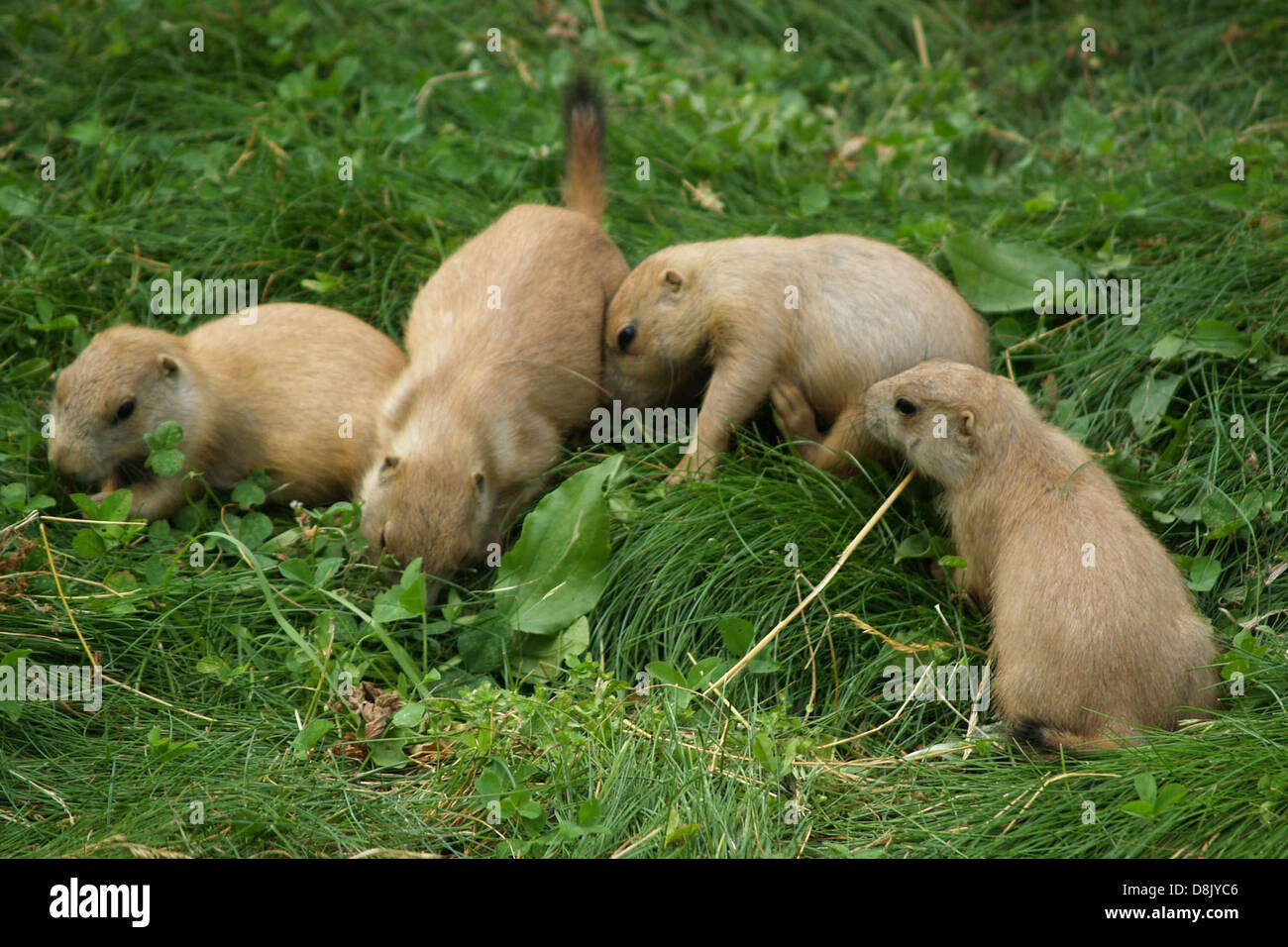 A group of prairie dog pups is captured in the wild. These young ...