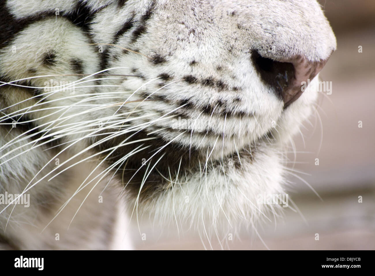 Tigers nose hi-res stock photography and images - Alamy