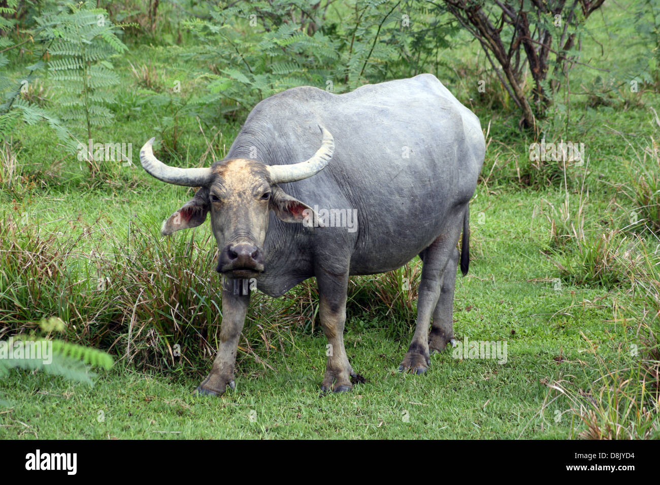 Cud symbol hi-res stock photography and images - Alamy