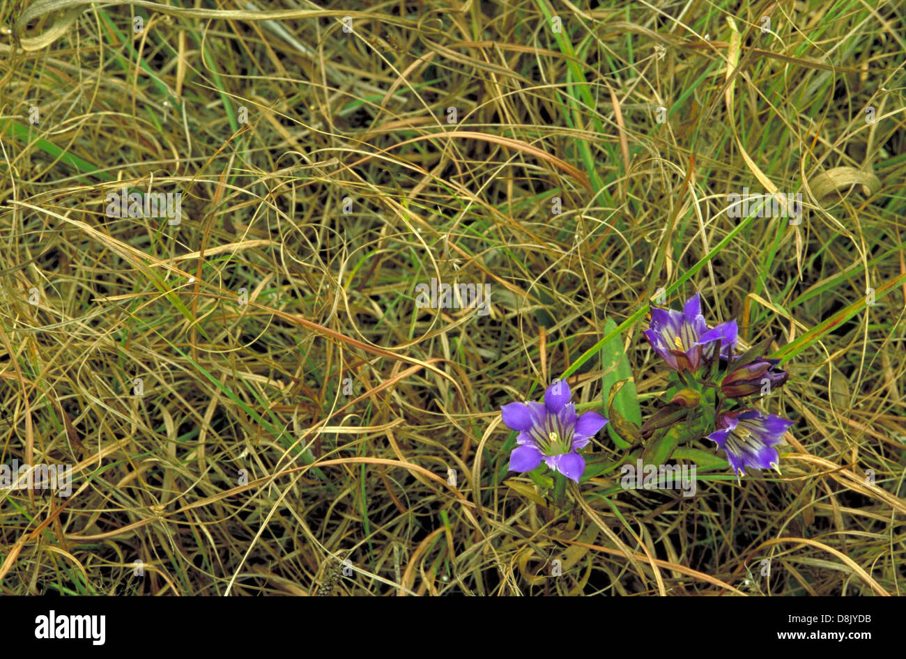Purple blossoms of prairie gentian (Solidago nemoralis) growing amidst ...