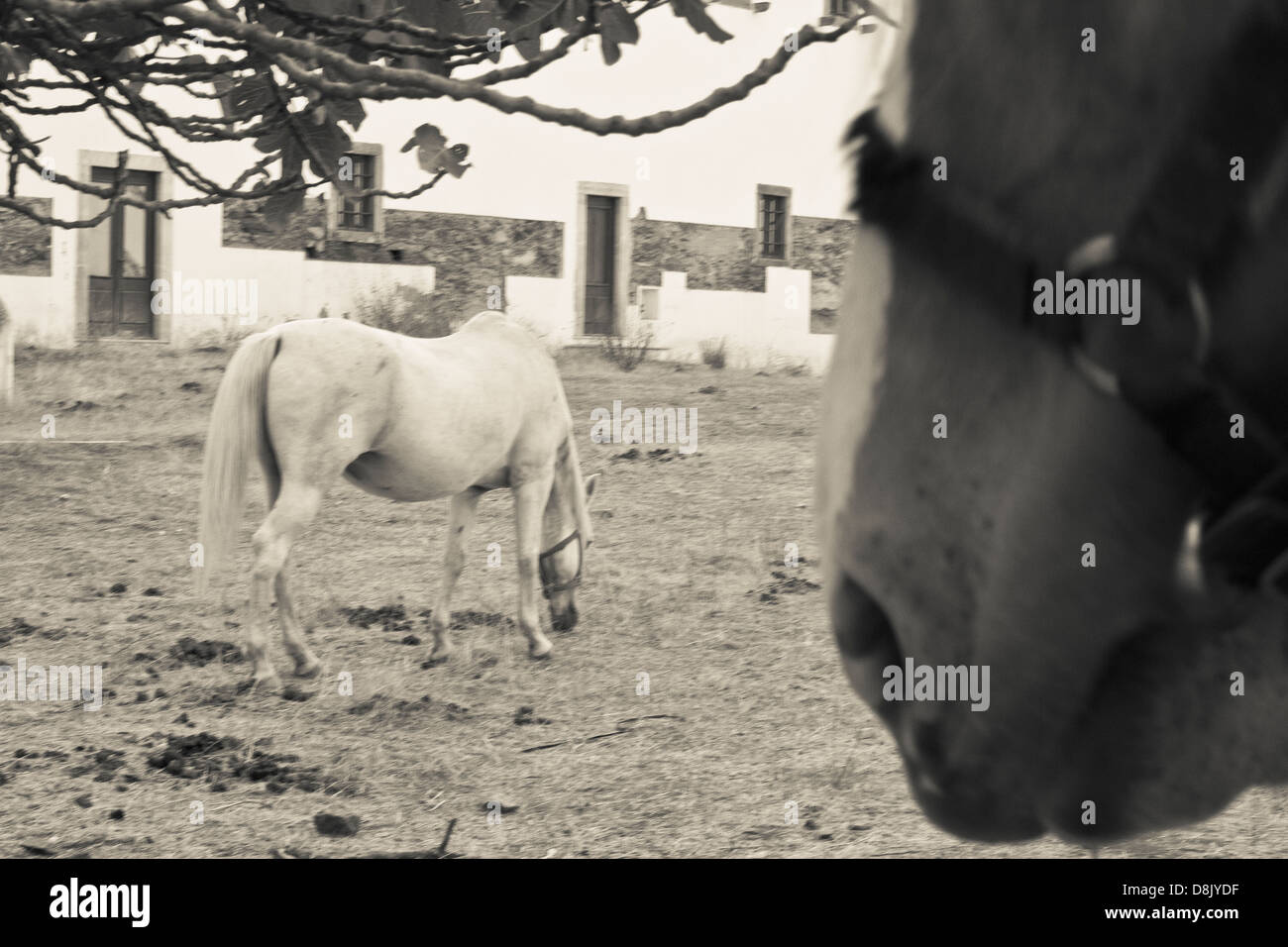 Portuguese horses hi-res stock photography and images - Alamy