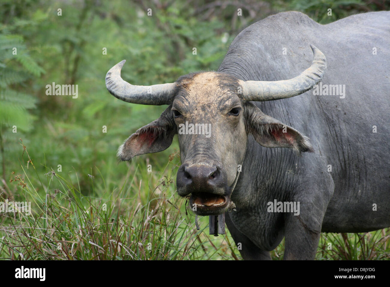 Buffalo close up hi-res stock photography and images - Alamy