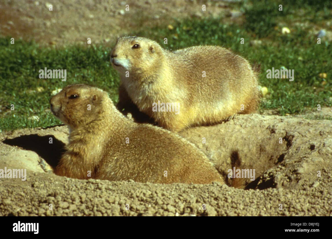 Prarie dogs hi-res stock photography and images - Alamy