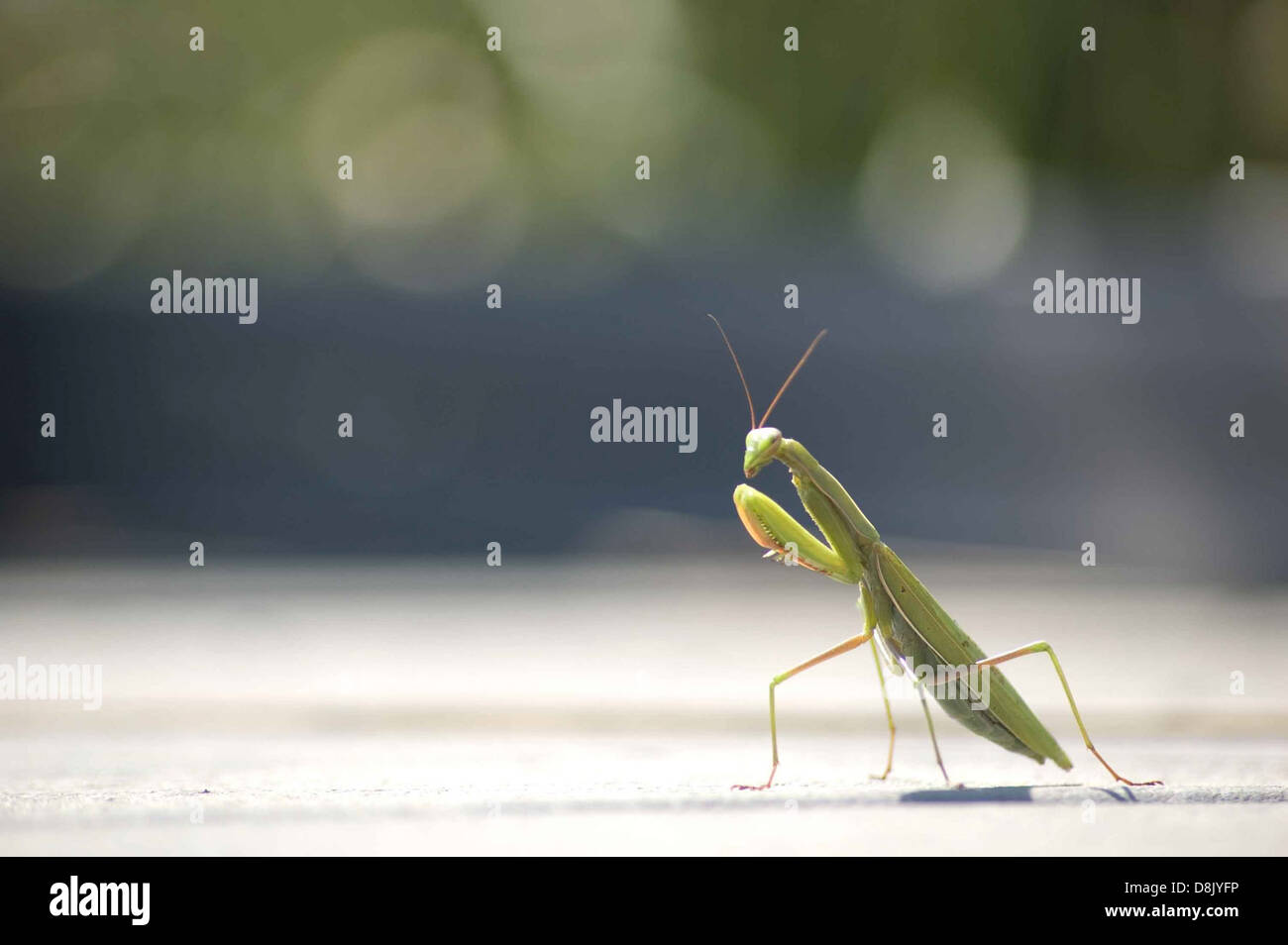 Praying mantis in defense position hi-res stock photography and images ...