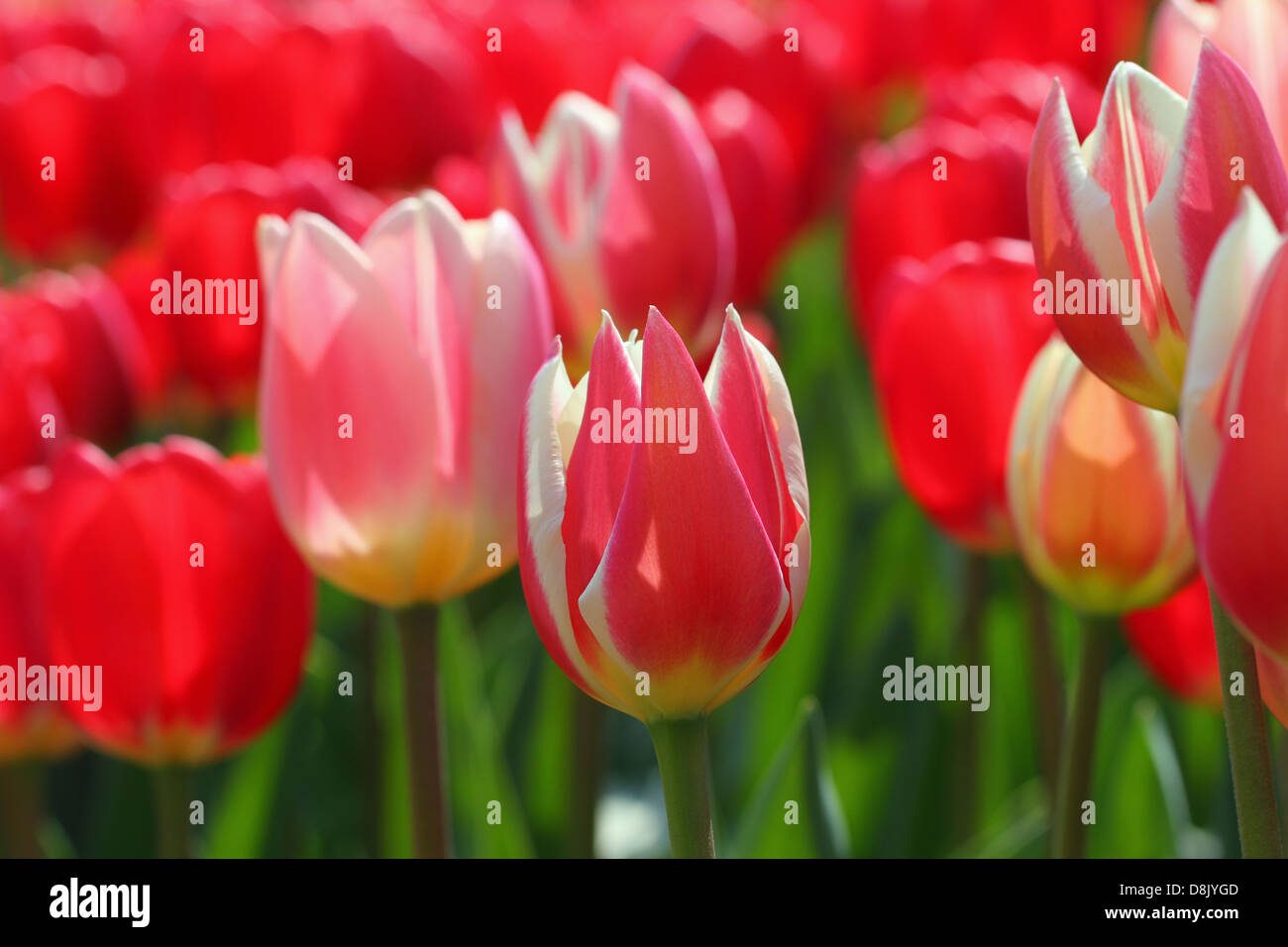 Pink and red tulips in spring time, close up Stock Photo - Alamy
