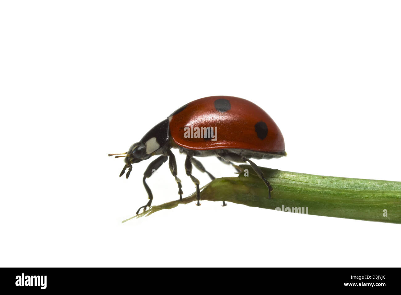 Beetling hi-res stock photography and images - Alamy