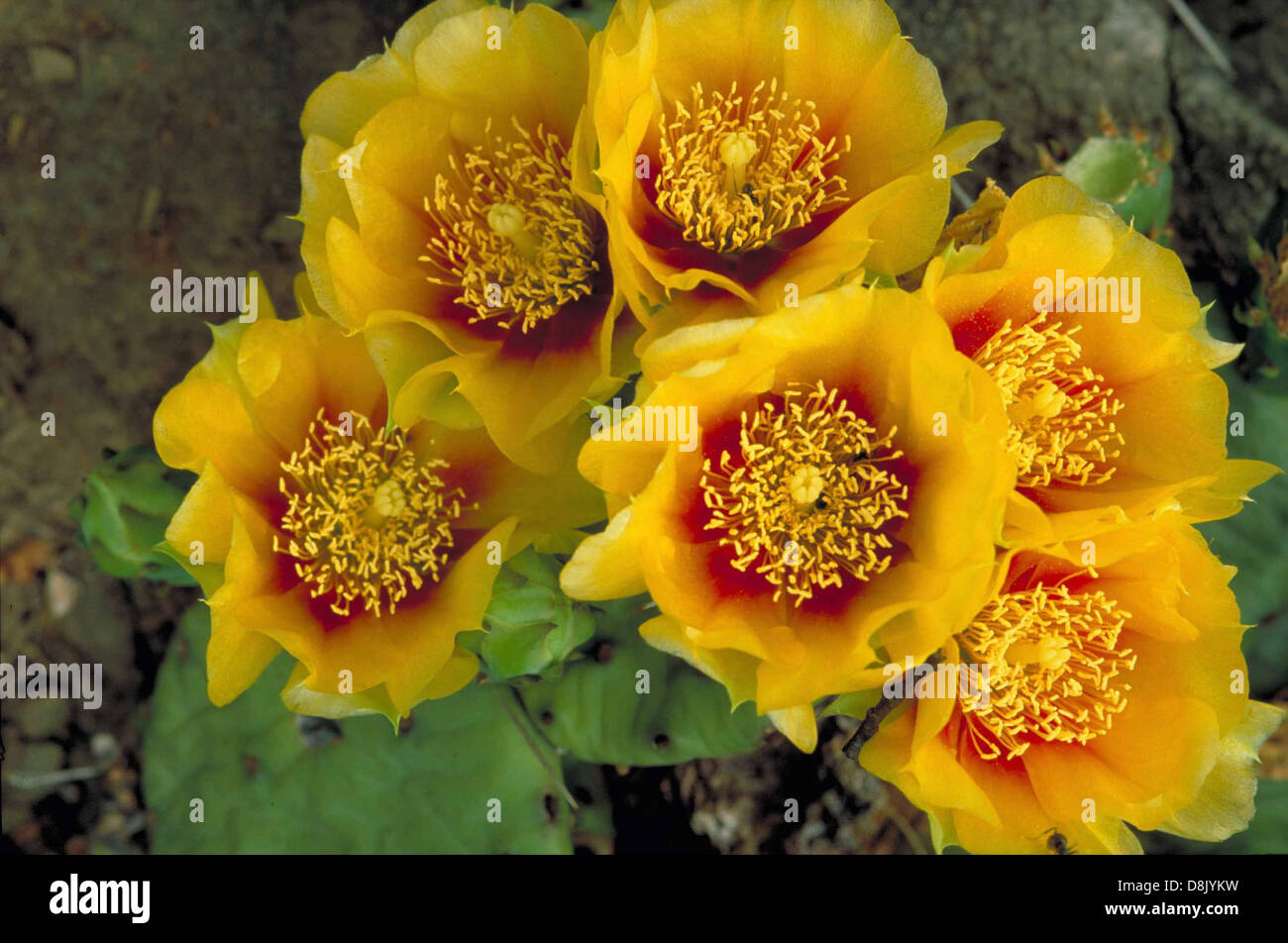 A prickly pear cactus with vibrant orange flowers, identified as ...