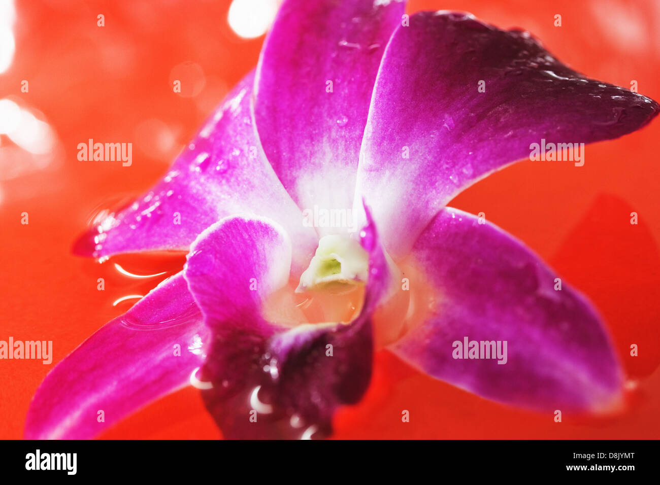 Orchid in red water Stock Photo - Alamy