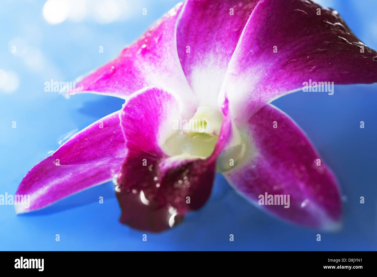 Orchid in water Stock Photo - Alamy