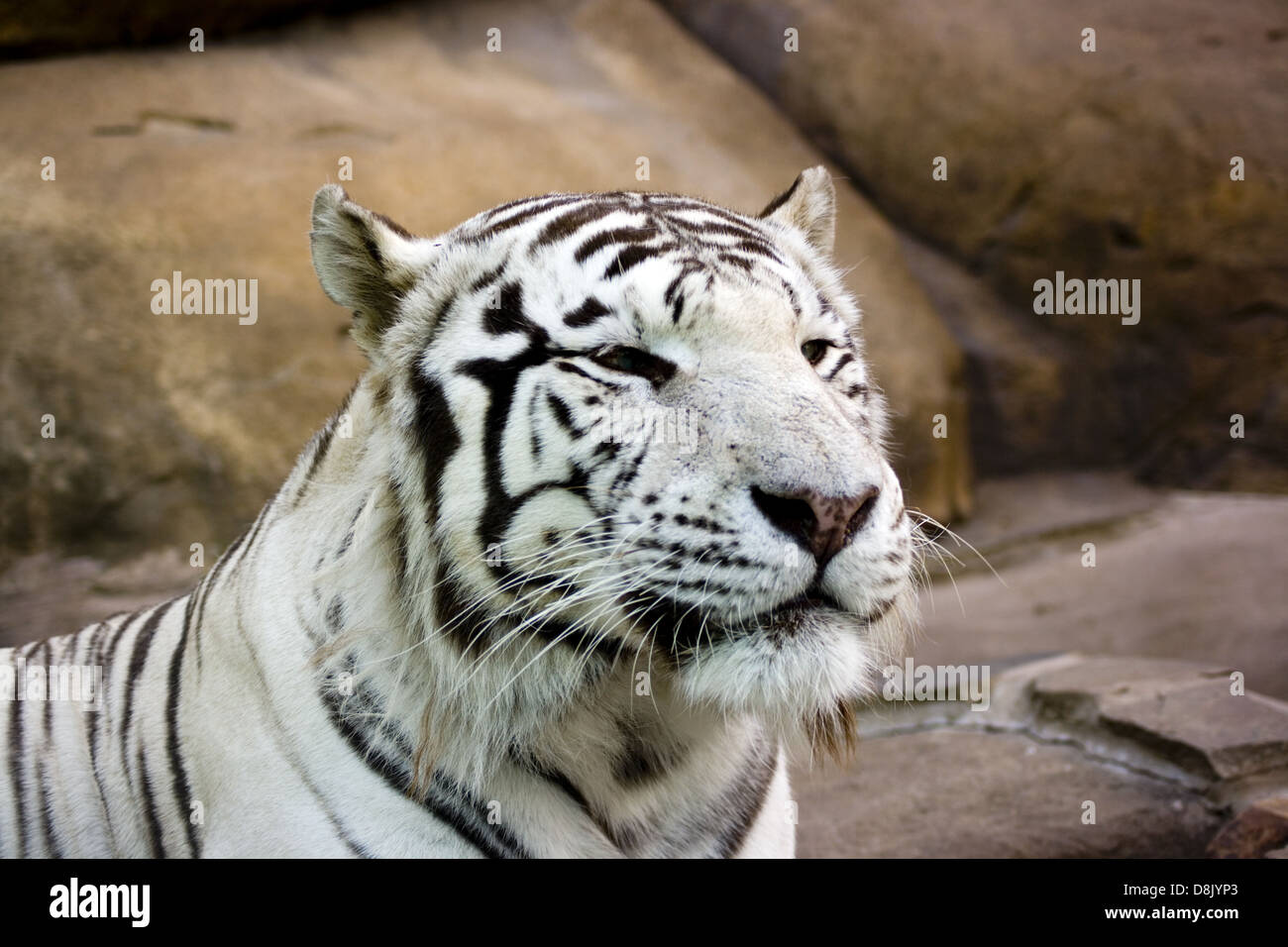 Smiling White Tiger
