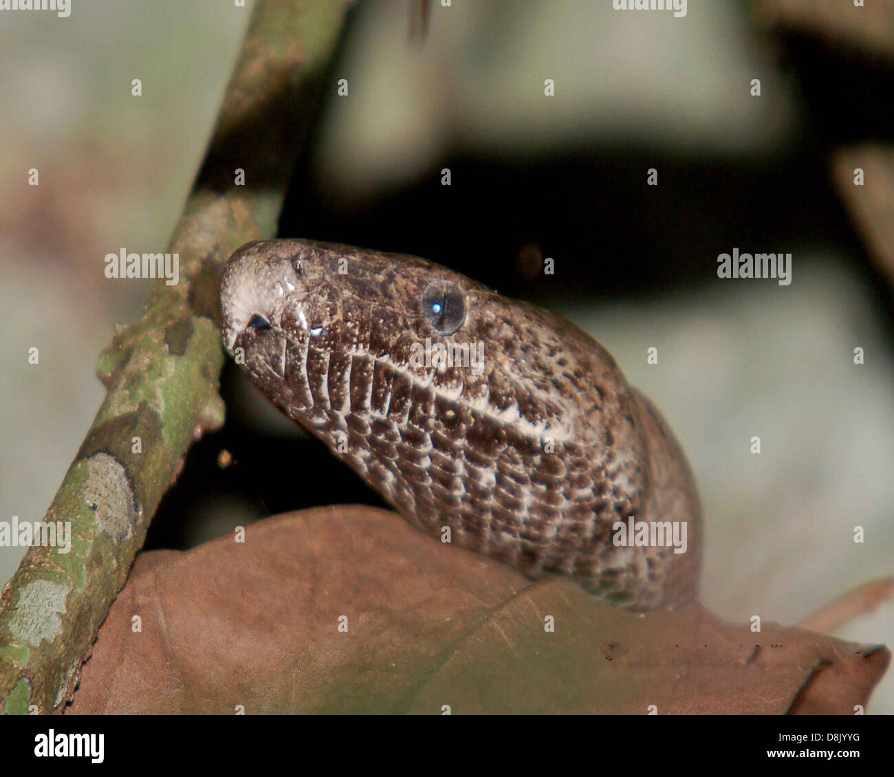 Epicrates inornatus hi-res stock photography and images - Alamy