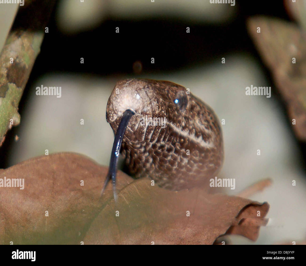 The Puerto Rican boa snake (Epicrates inornatus) is captured with its ...