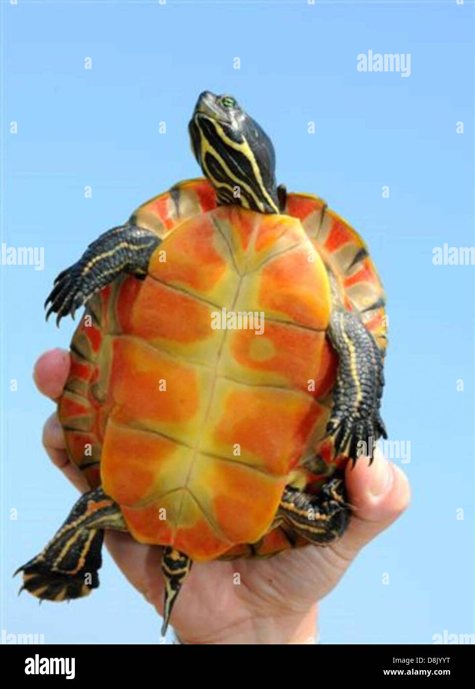 The Northern Red-Bellied Cooter turtle (Pseudemys rubriventris) is ...