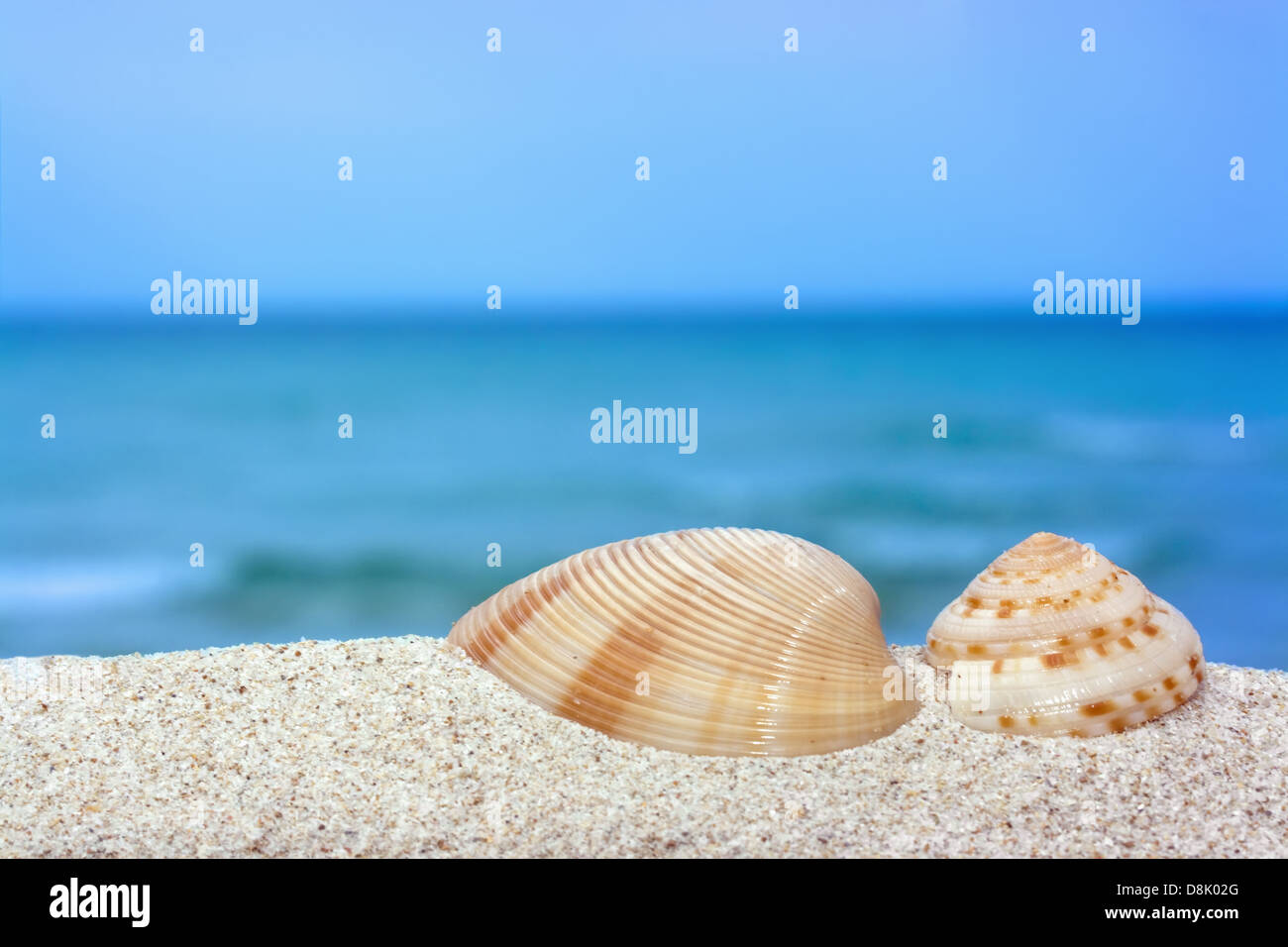 Seashells on the beach Stock Photo - Alamy