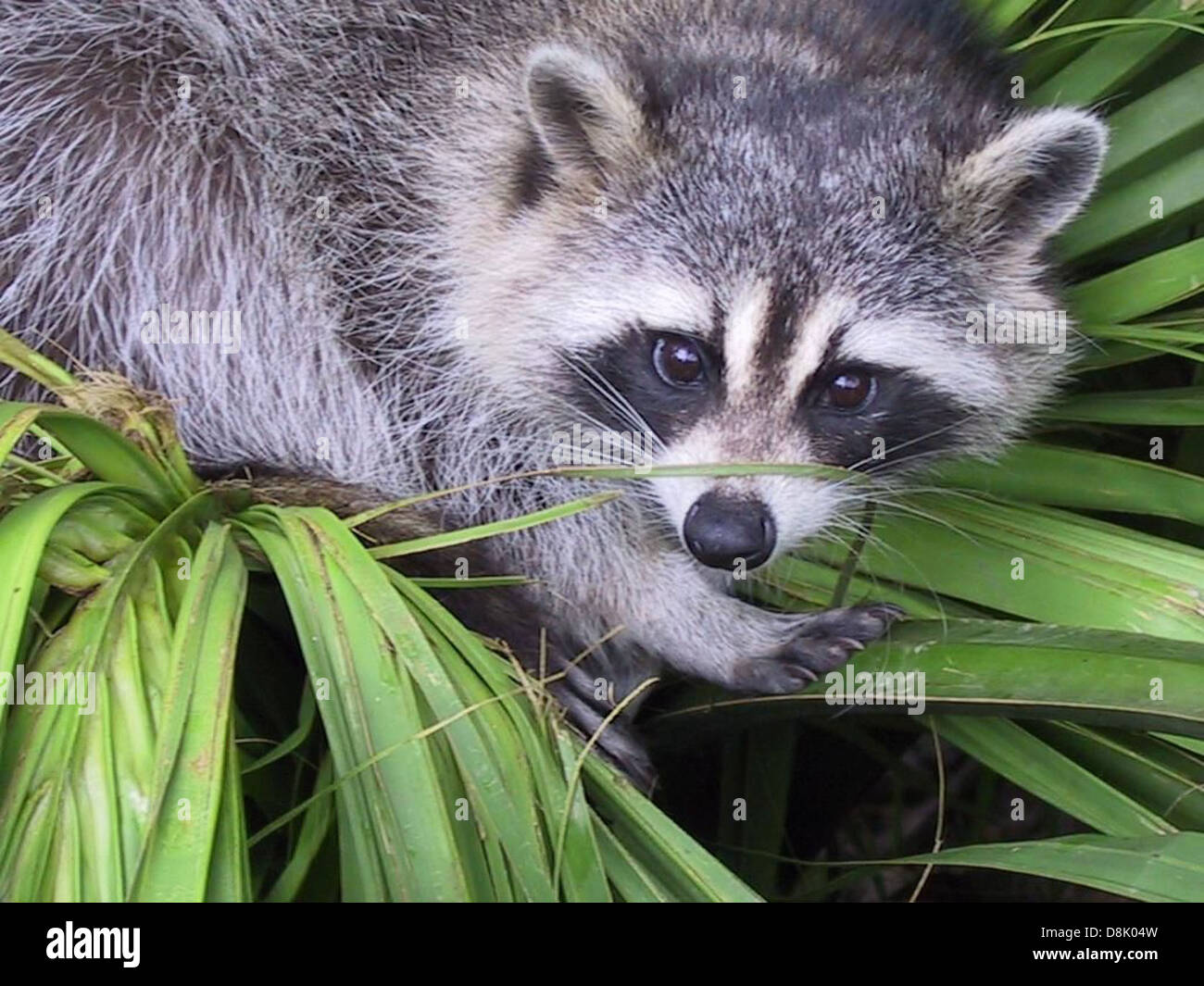 A raccoon (Procyon lotor) is seen in its natural habitat. Known for its ...