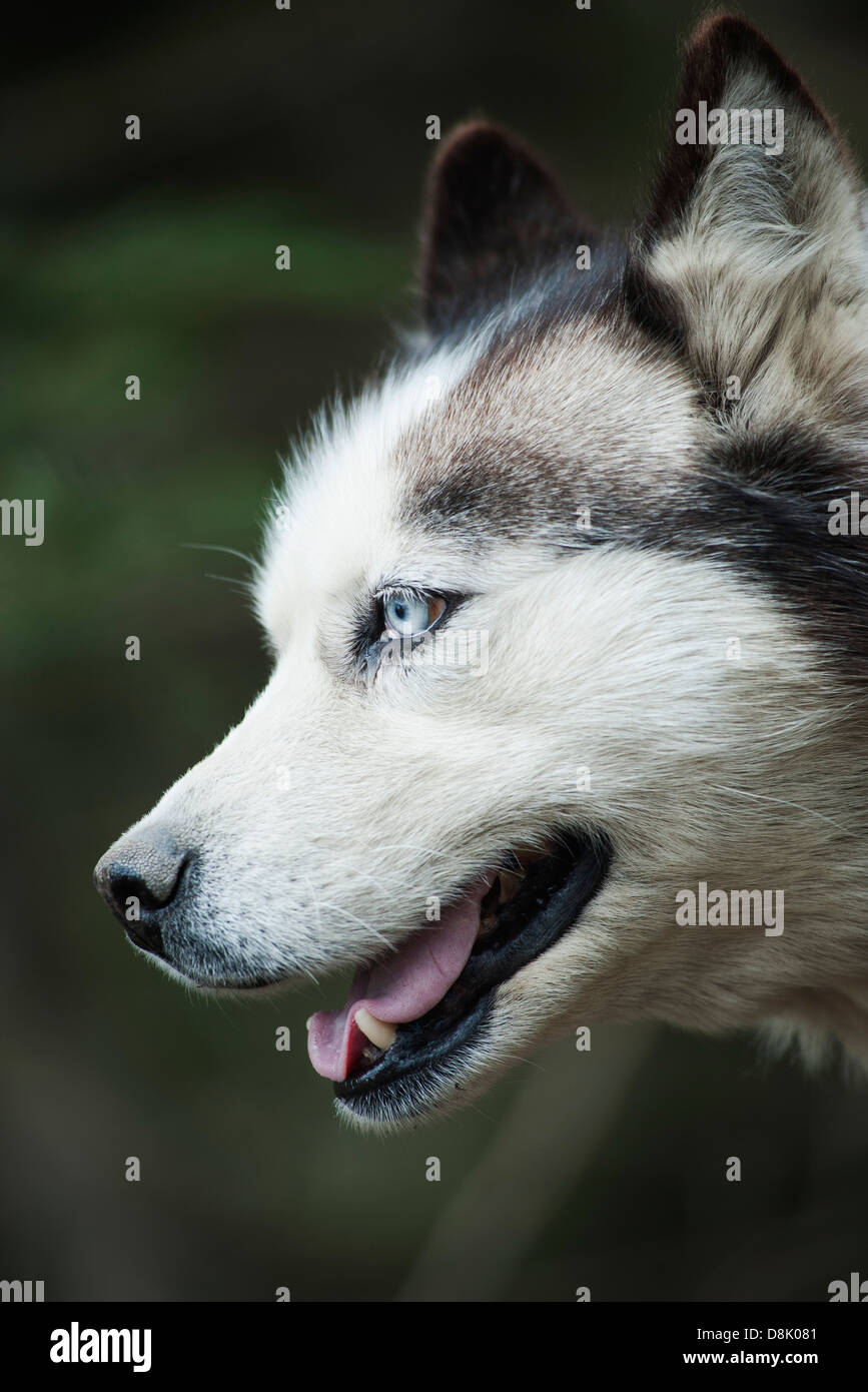 Husky profile hi-res stock photography and images - Alamy