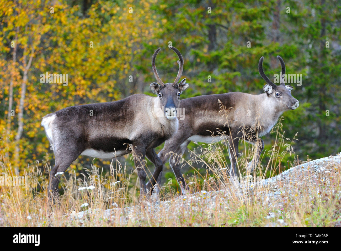 Reindeer watch hi-res stock photography and images - Alamy