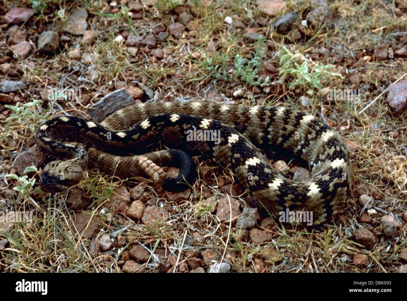 A rattlesnake coiled on the ground, surrounded by rocks and grass. The ...