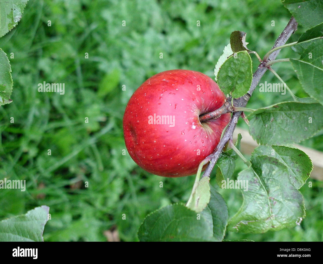 Red apple from top Stock Photo - Alamy