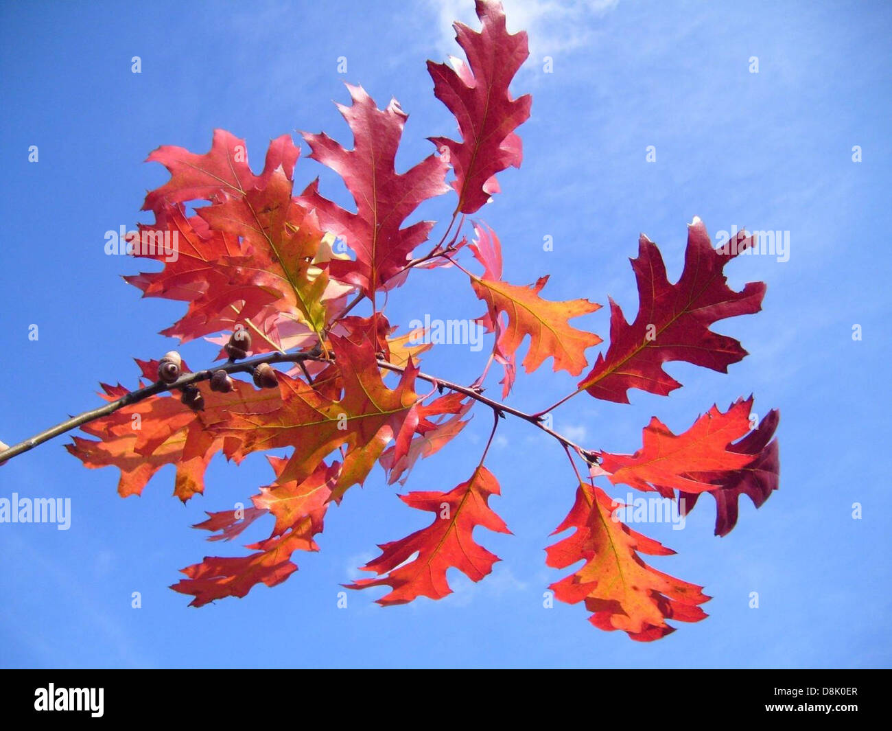 A vibrant scene showcasing the colors of autumn, with red leaves that ...