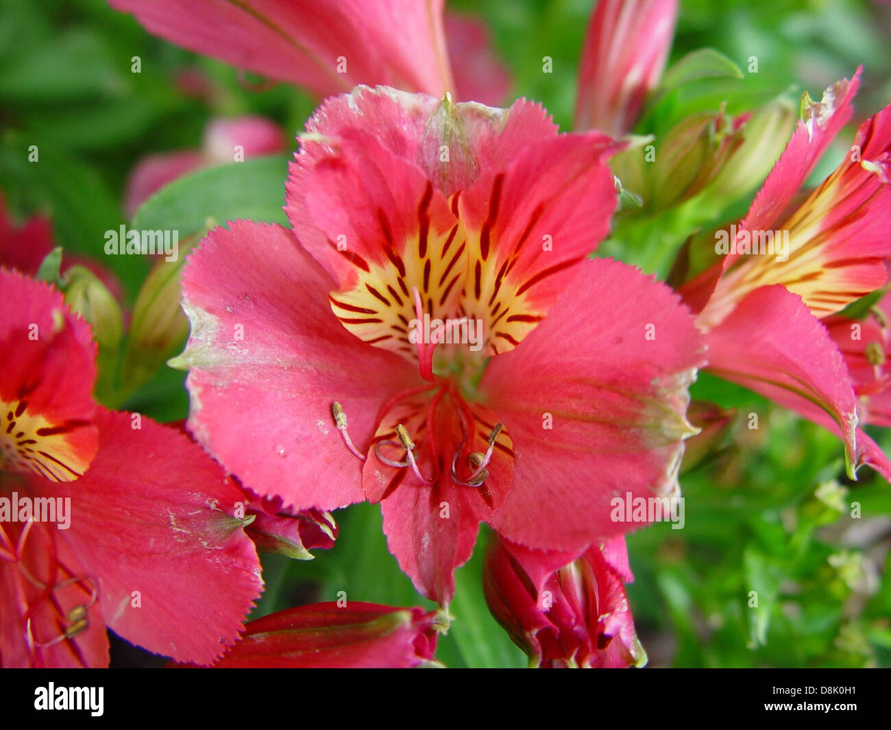 Bloom in succession hi-res stock photography and images - Alamy