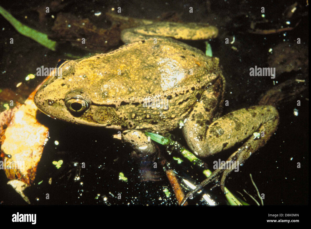 The red-legged frog, an amphibian species, is known for its vibrant red ...