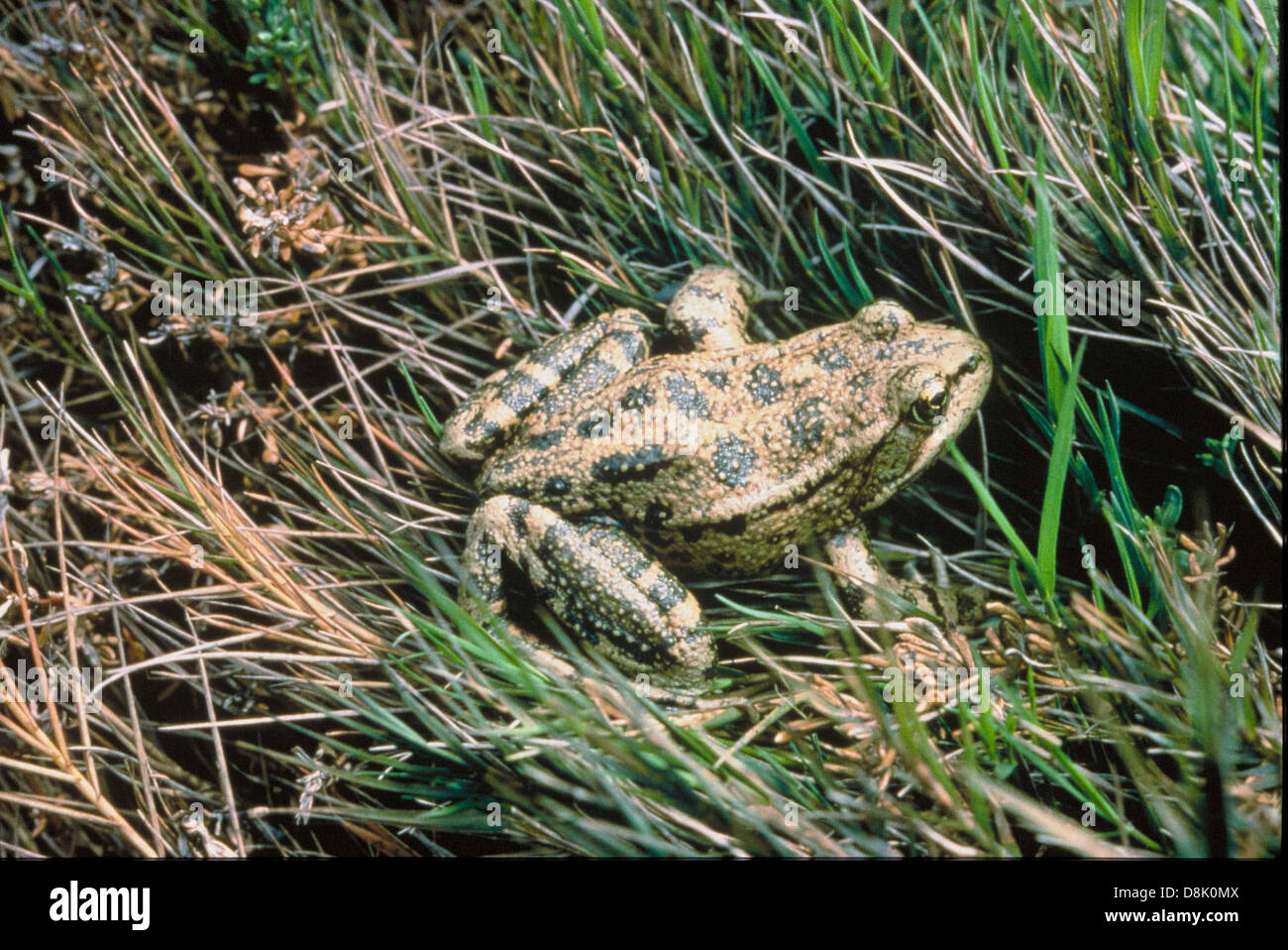 A red-legged frog perched on a surface, displaying its distinctive red ...