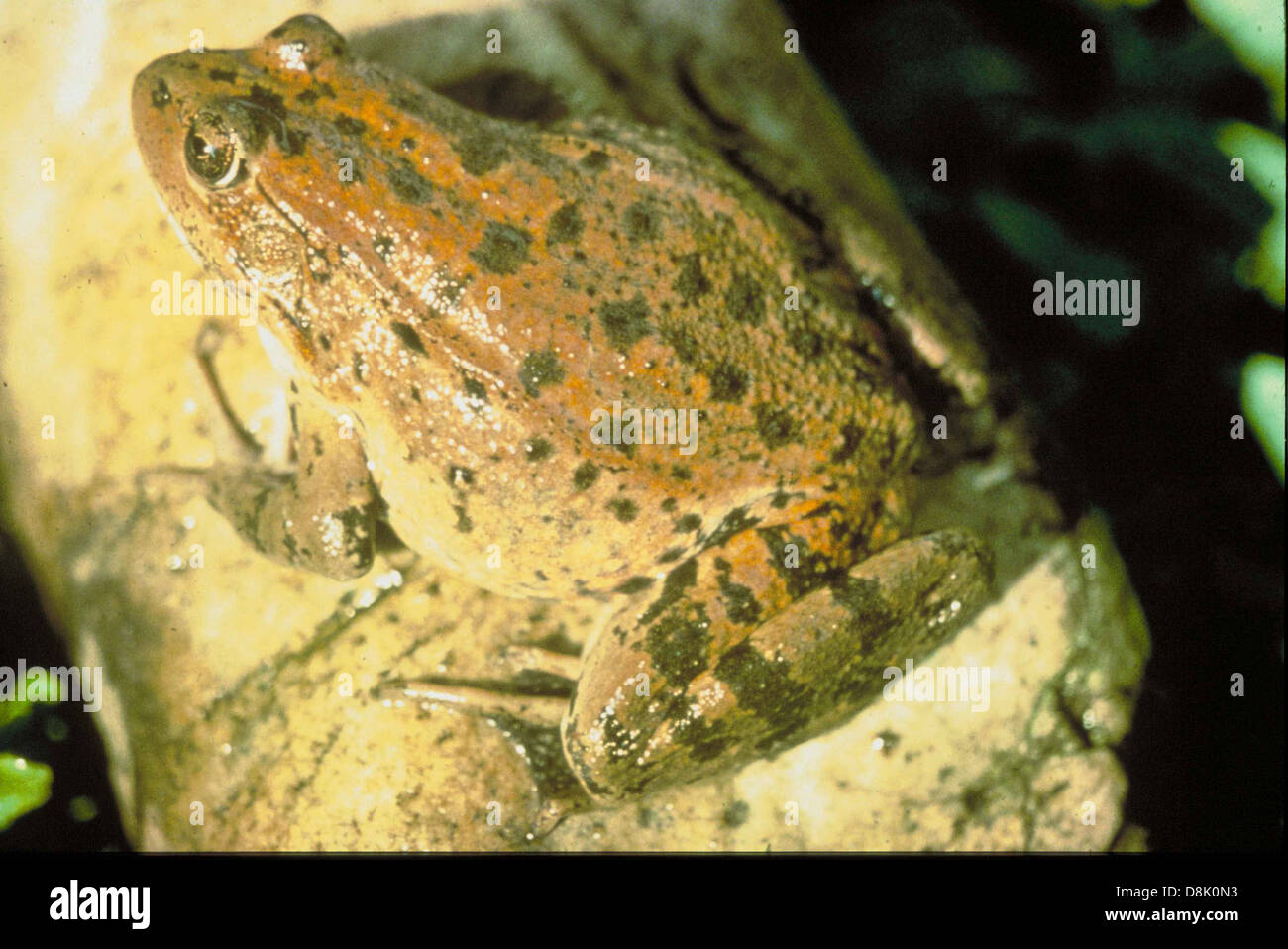 Red legged frog California Stock Photo - Alamy