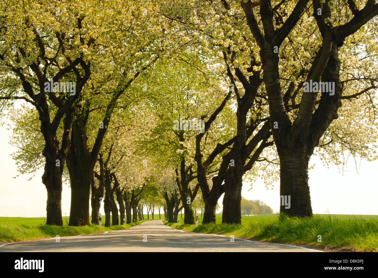 Allee baumallee hi-res stock photography and images - Alamy