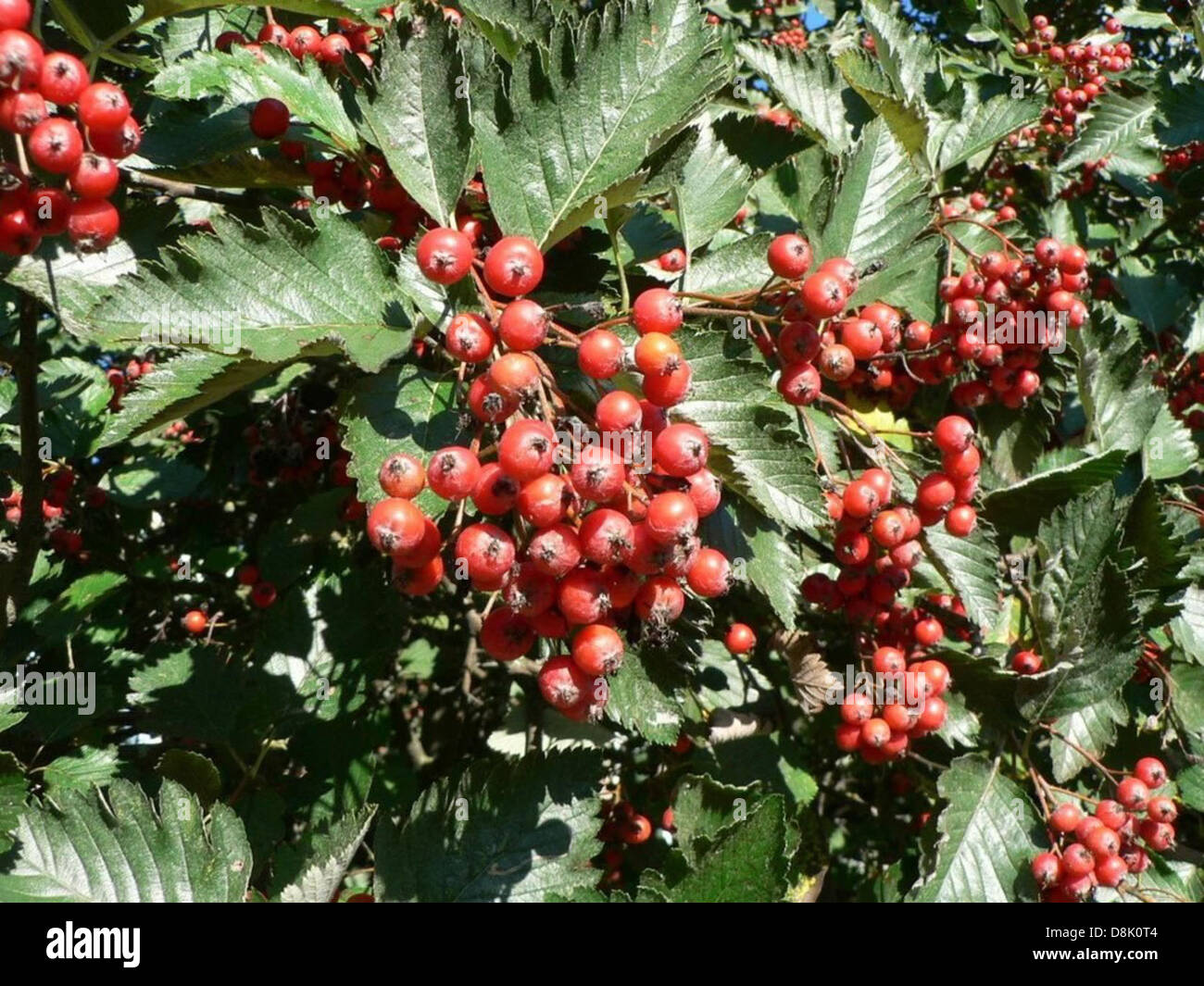 A close-up of vibrant red tree berries, likely from a plant such as ...