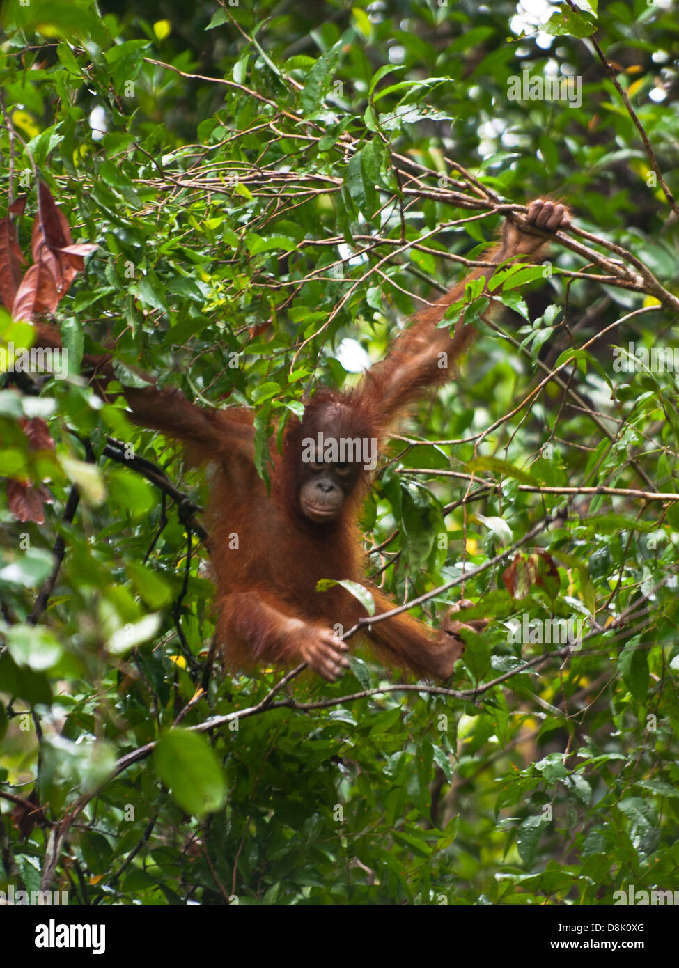 Orangutan cub play in the trees Stock Photo - Alamy