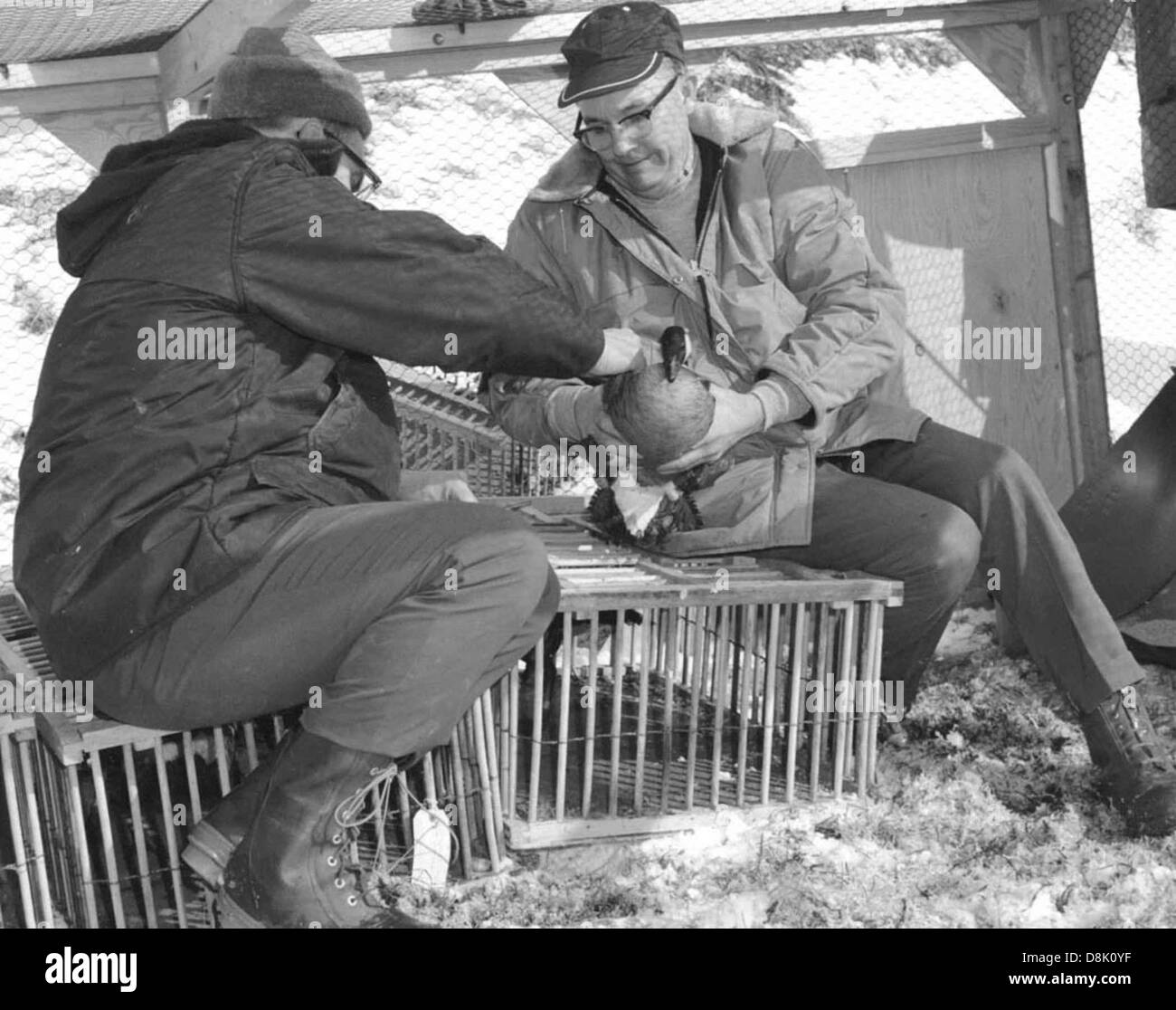 Bird rescue Black and White Stock Photos & Images - Alamy