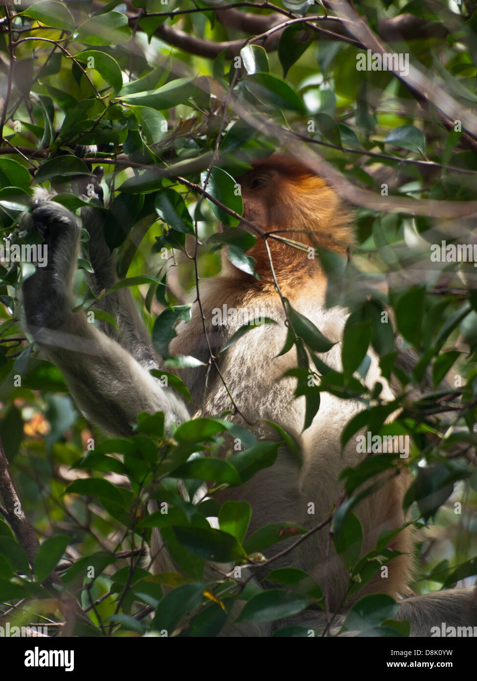 Dry nosed monkey hi-res stock photography and images - Alamy